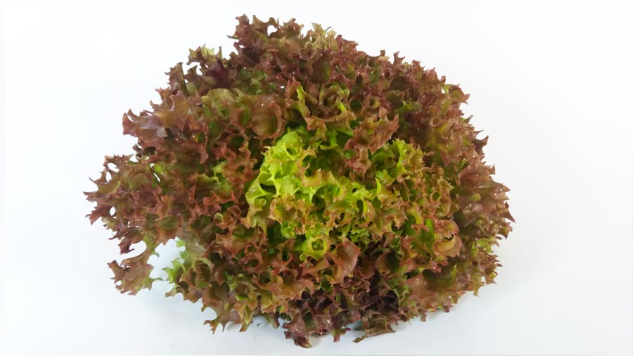 Productos - Green Salad