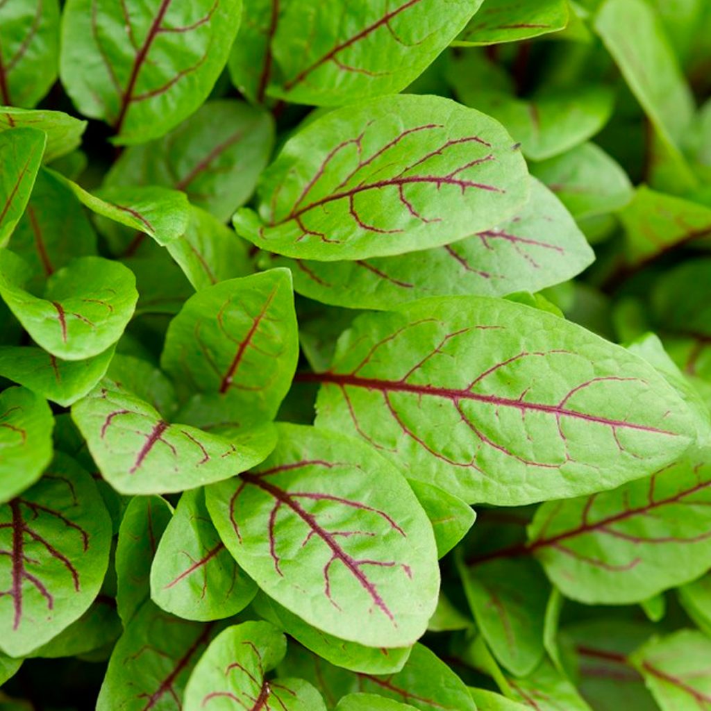 Rumex - Green Salad